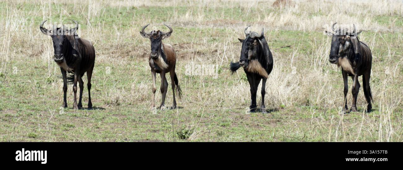 Wildebeest family is standing on dry grassland in the heat of the ...