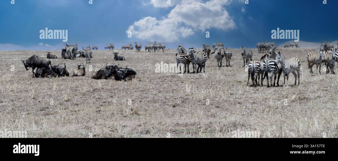 Animals gather in africa for migration, showing biodiversity in a dry ...