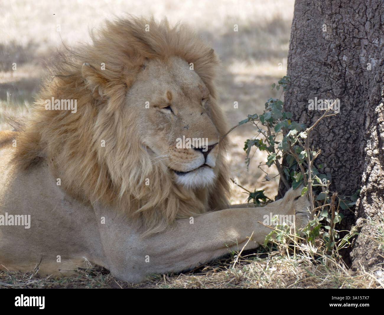 Big male lion is taking a break from the sun under a tree in the ...