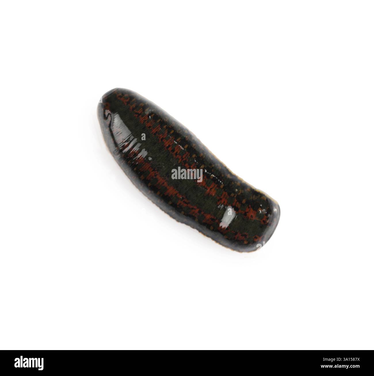 One medicinal leech isolated on white, top view Stock Photo - Alamy