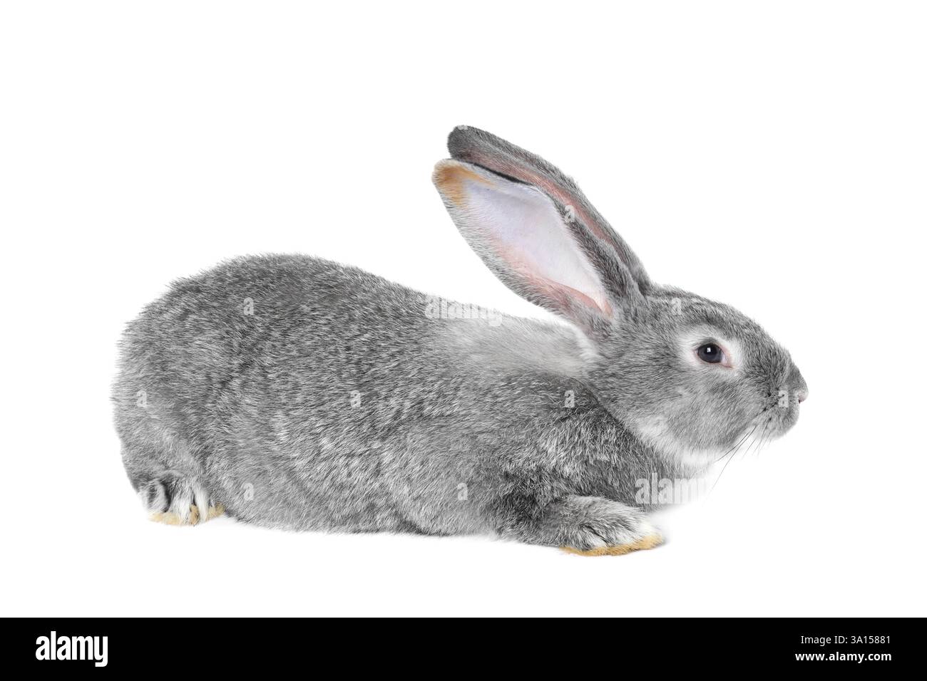 Fluffy grey rabbit on white background. Cute pet Stock Photo - Alamy