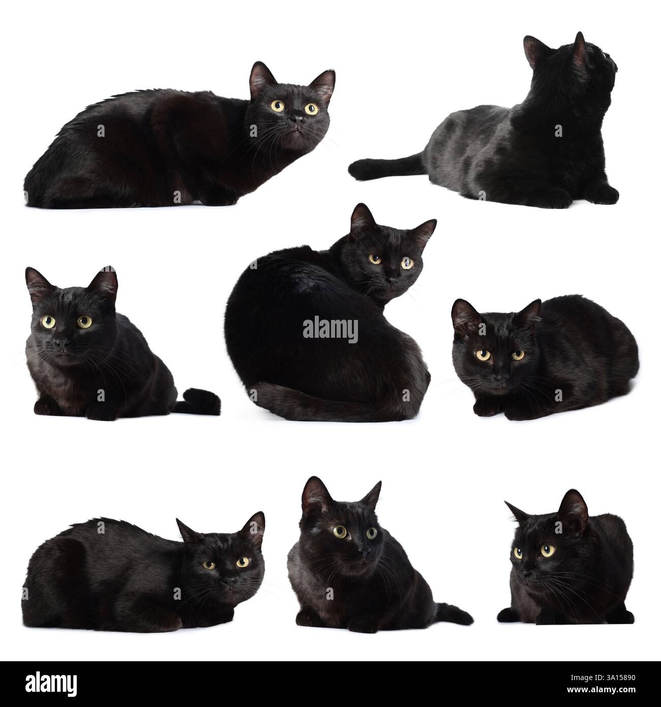 Adorable black cat isolated on white, collage Stock Photo - Alamy