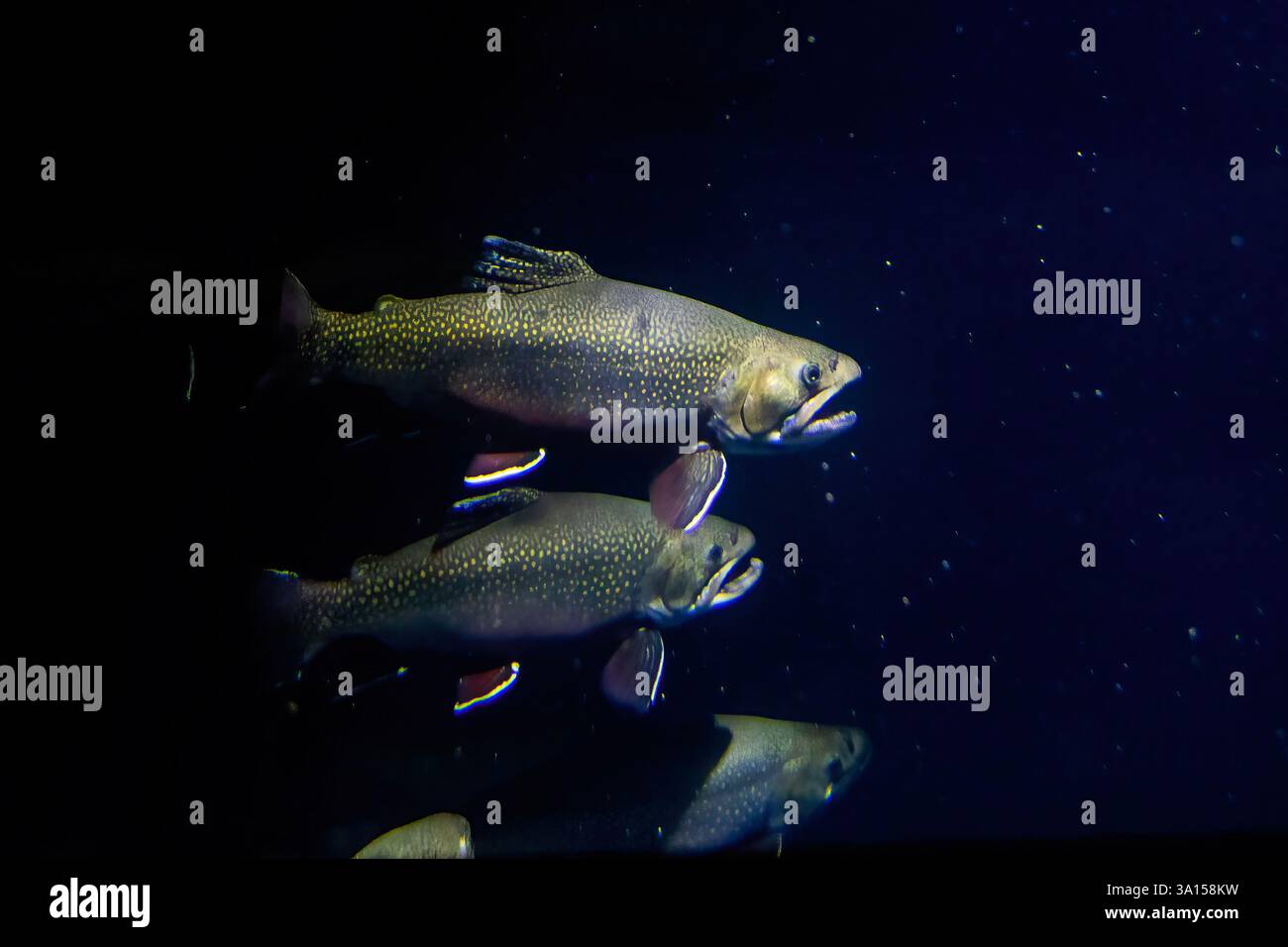 The brook trout (Salvelinus fontinalis) underwater Stock Photo - Alamy