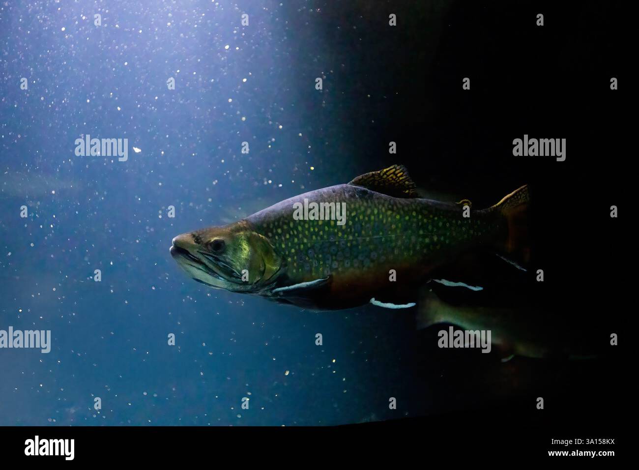 The brook trout (Salvelinus fontinalis) underwater Stock Photo - Alamy
