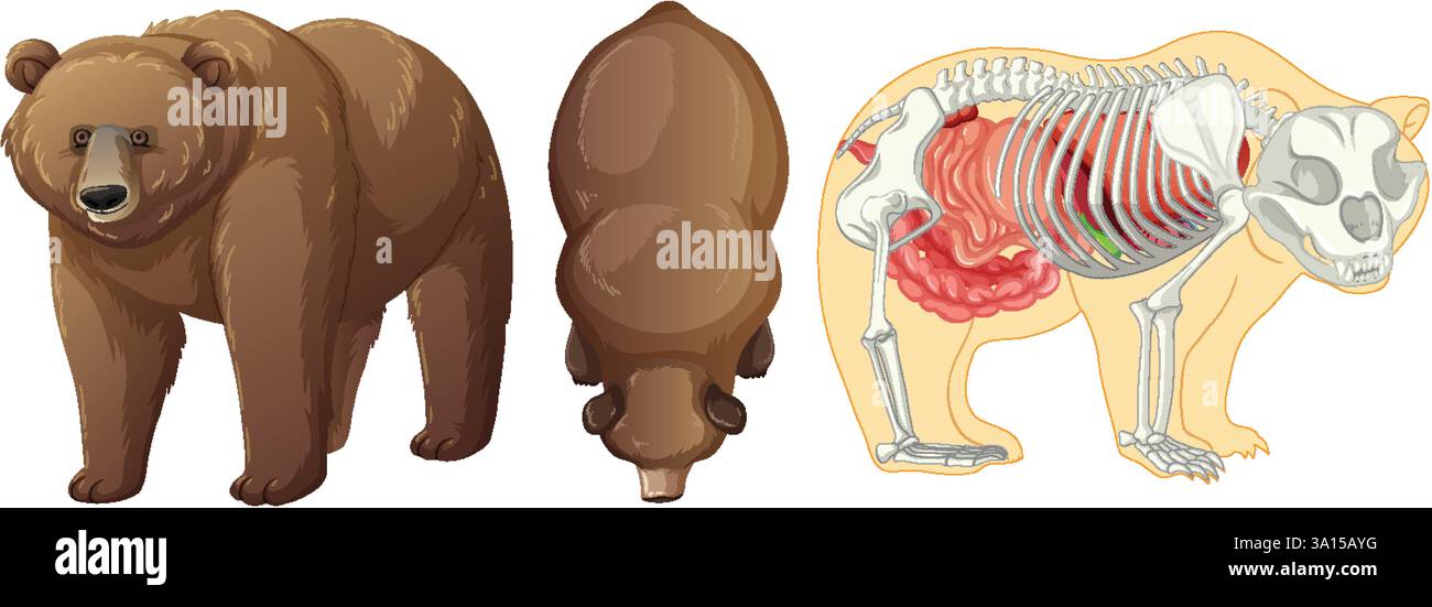 Detailed bear anatomy with skeletal and muscular views Stock Vector Image & Art - Alamy