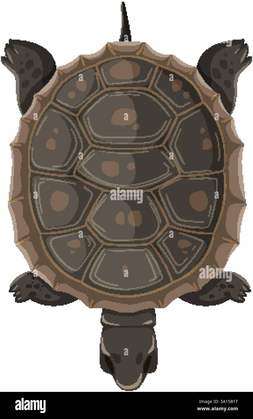 Illustration of a turtle from above perspective Stock Vector Image ...