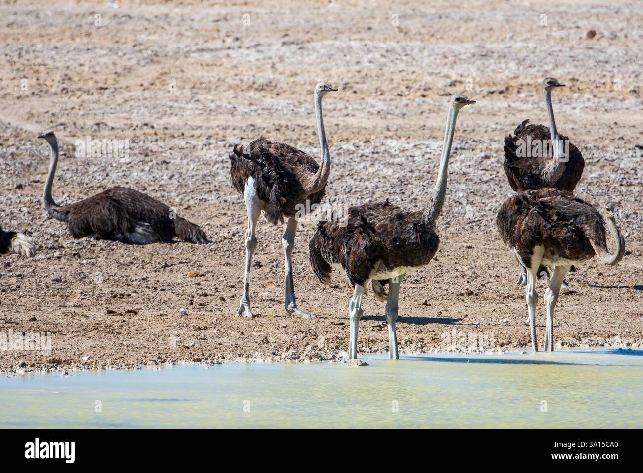 Ostriches at watering hole hi-res stock photography and images - Alamy