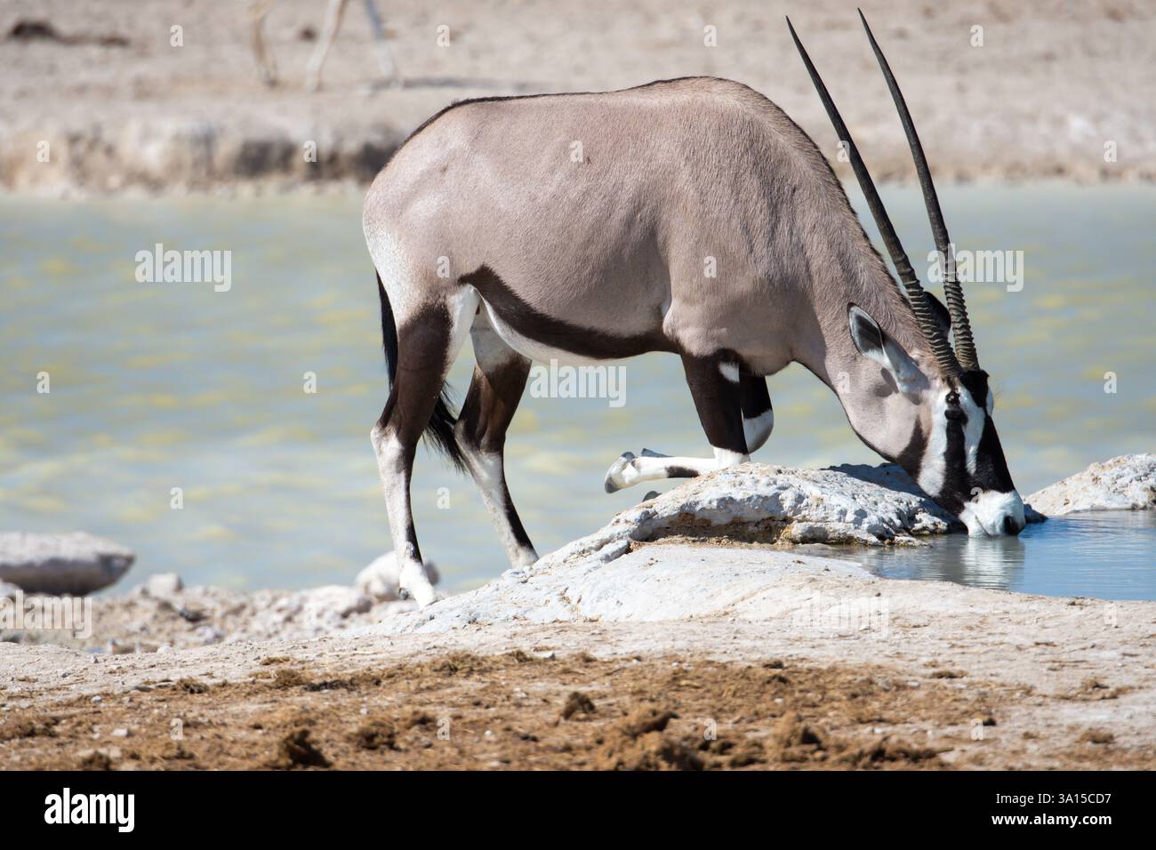 Oryx (Antilope oryx) at watering hole in Namibia, Africa Stock Photo ...