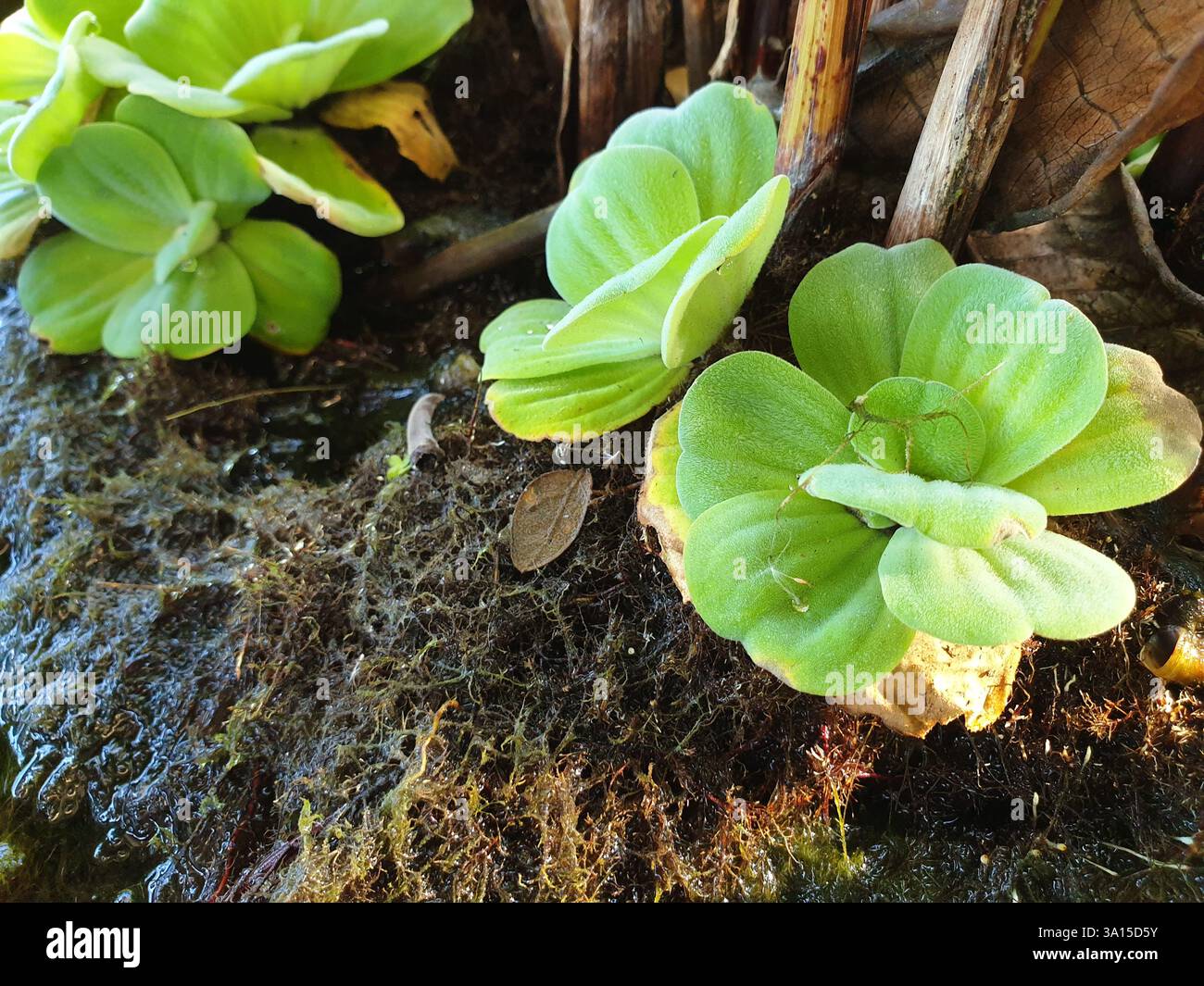 Greenery background, green color of nature plant and leaf environment ...