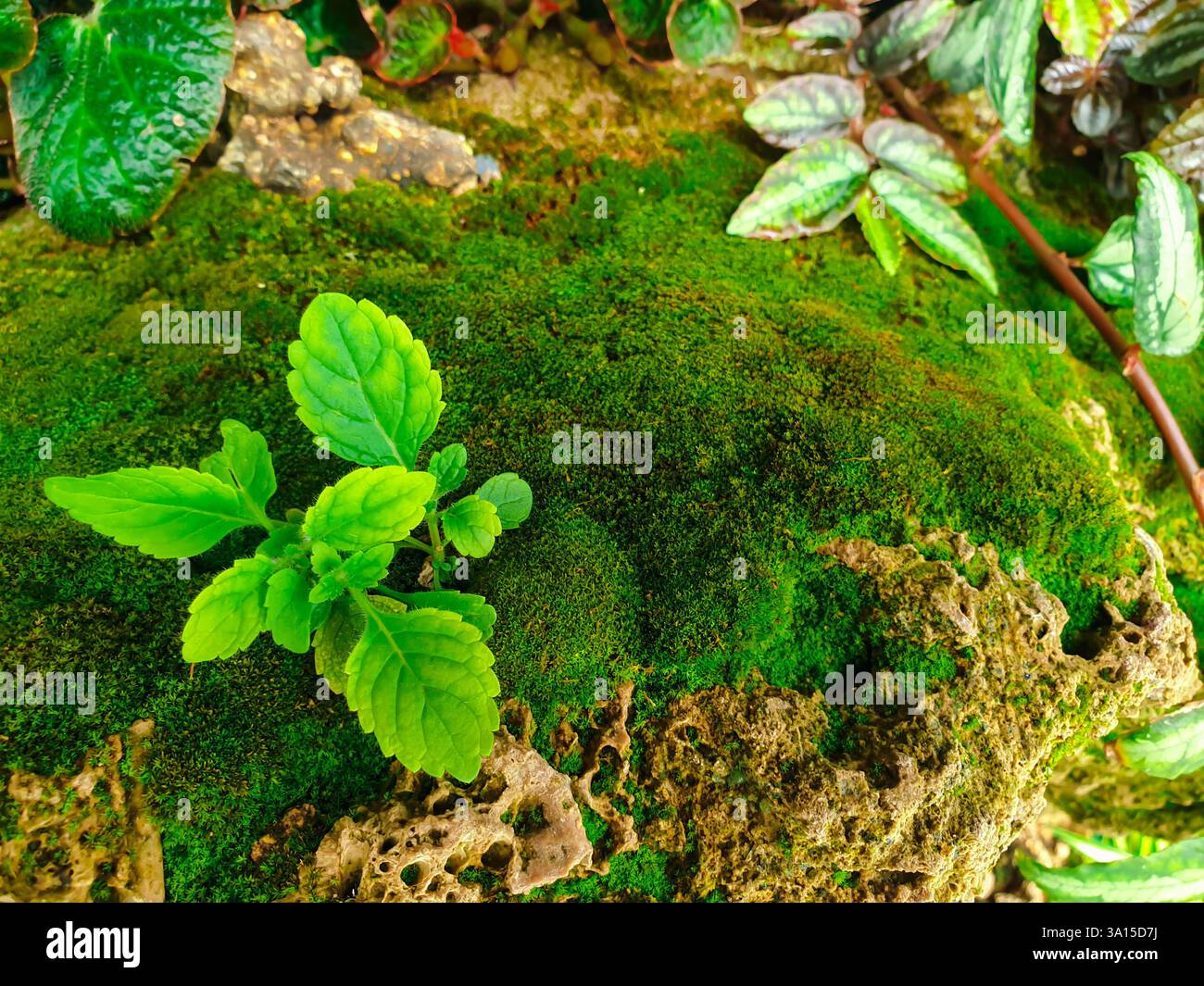 Greenery background, green color of nature plant and leaf environment ...
