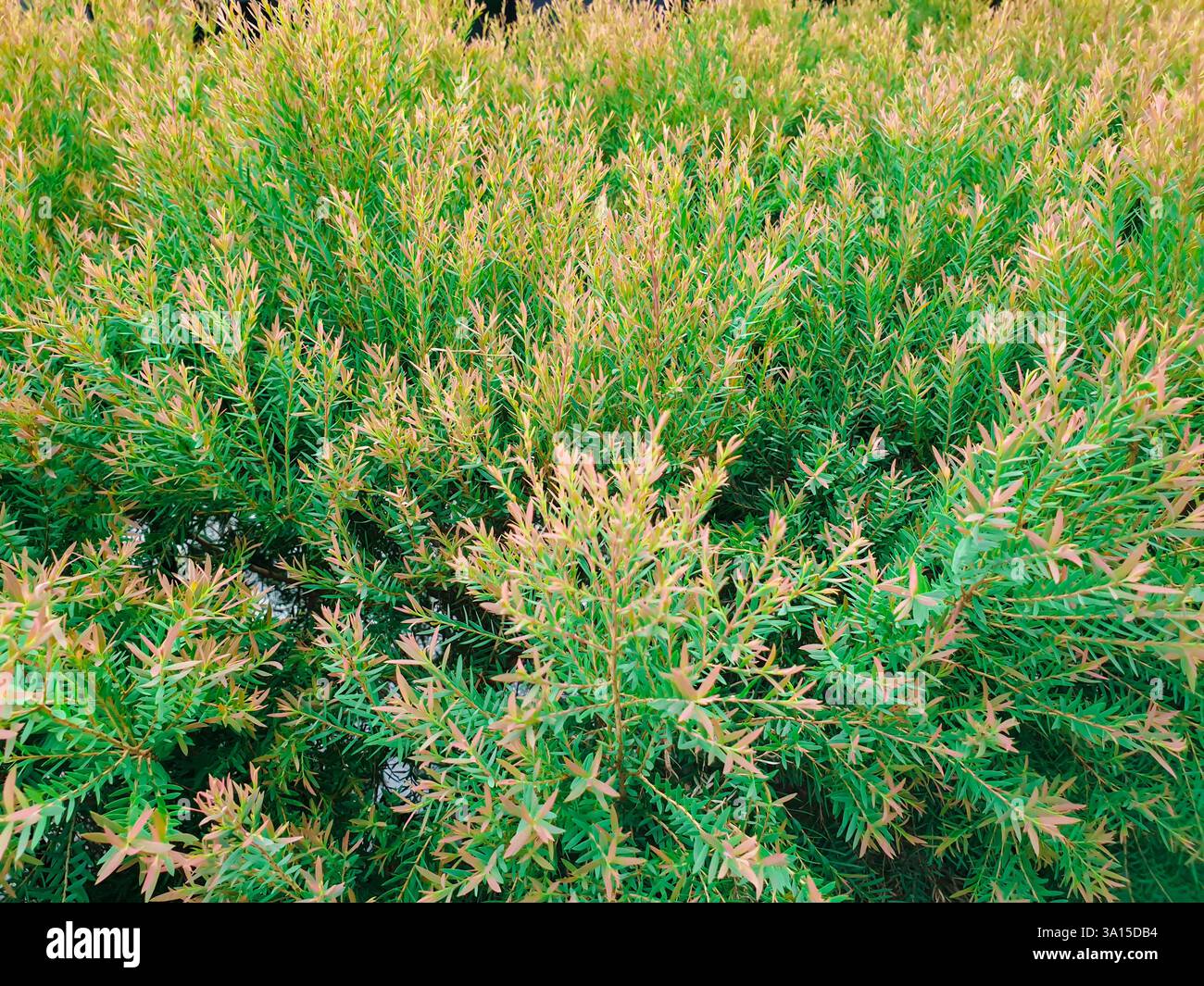 Greenery background, green color of nature plant and leaf environment ...