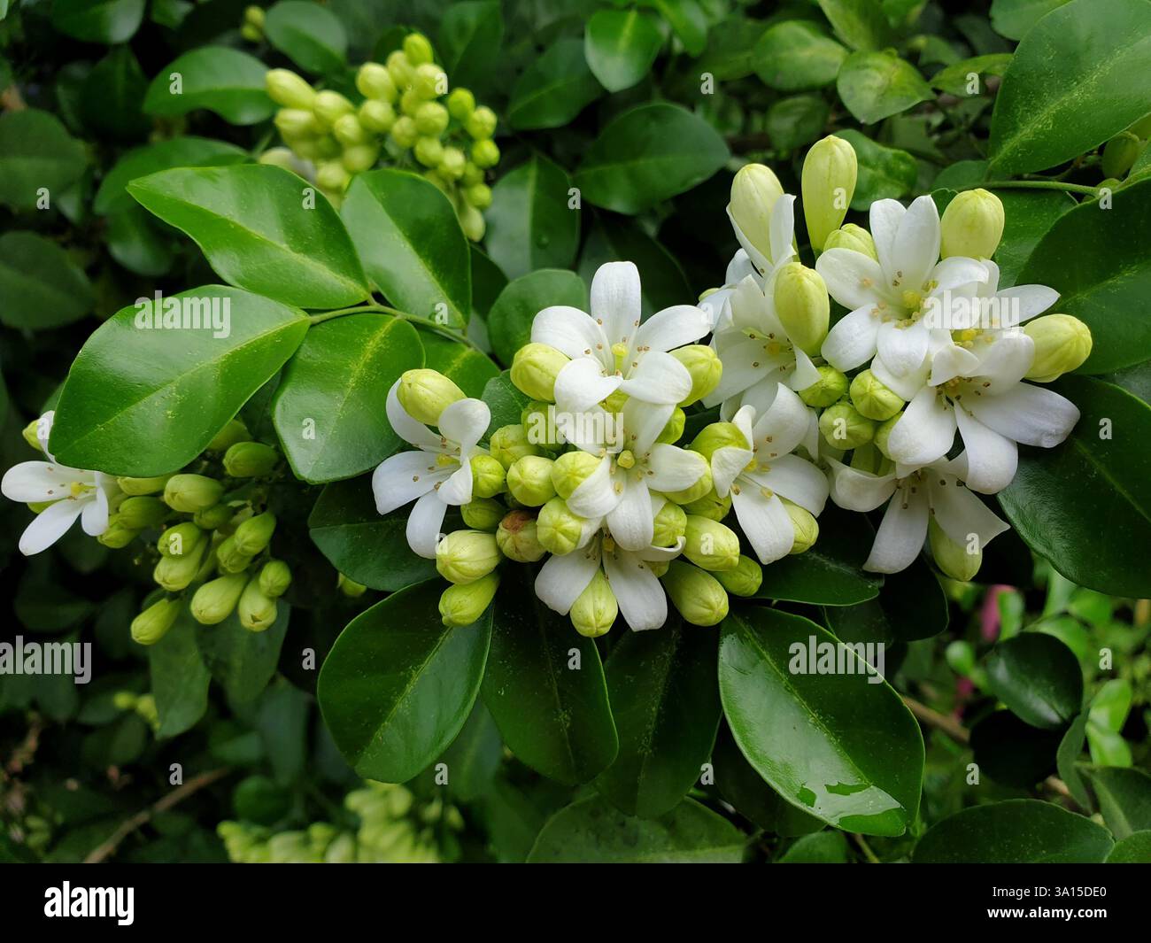 Wal idda hi-res stock photography and images - Alamy