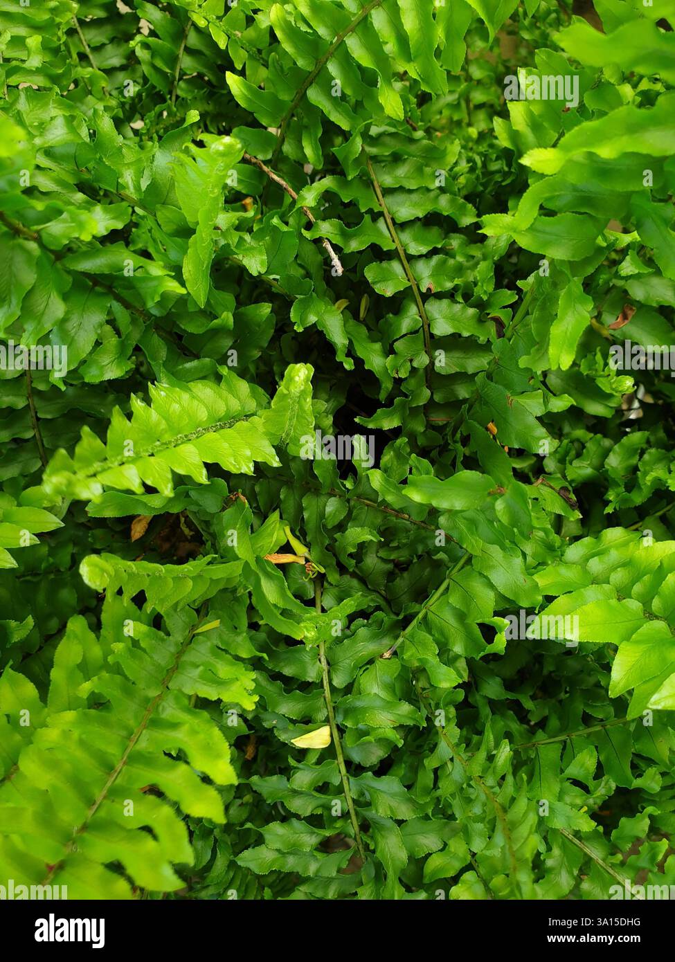Greenery background, green color of nature plant and leaf environment ...
