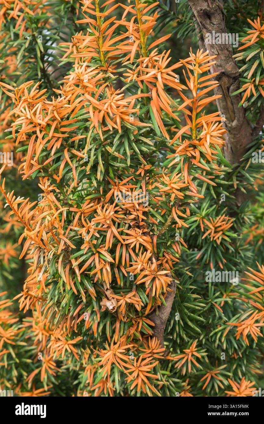 Close-up of Taxus baccata - English Yew with phtyophtora dieback ...