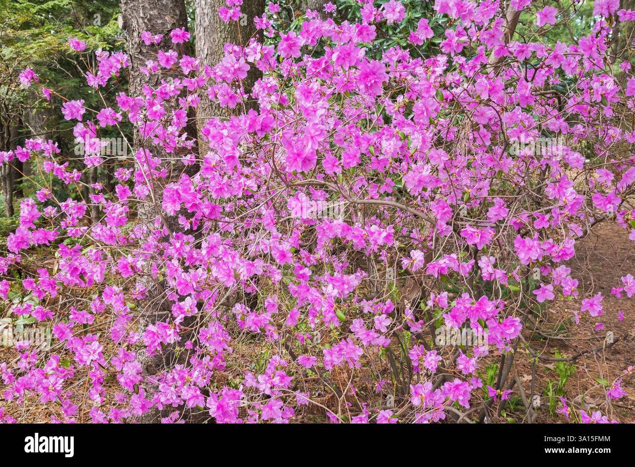 Pinkish-purple flowering Rhododendron mucronulatum - Korean ...