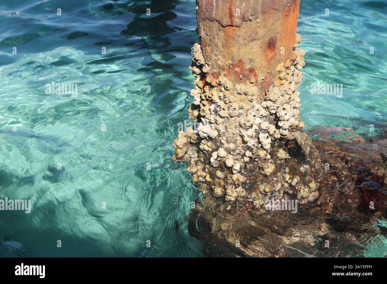 Barnacles on concrete pillars of pier on a sunny day in Hurghada, Egypt ...