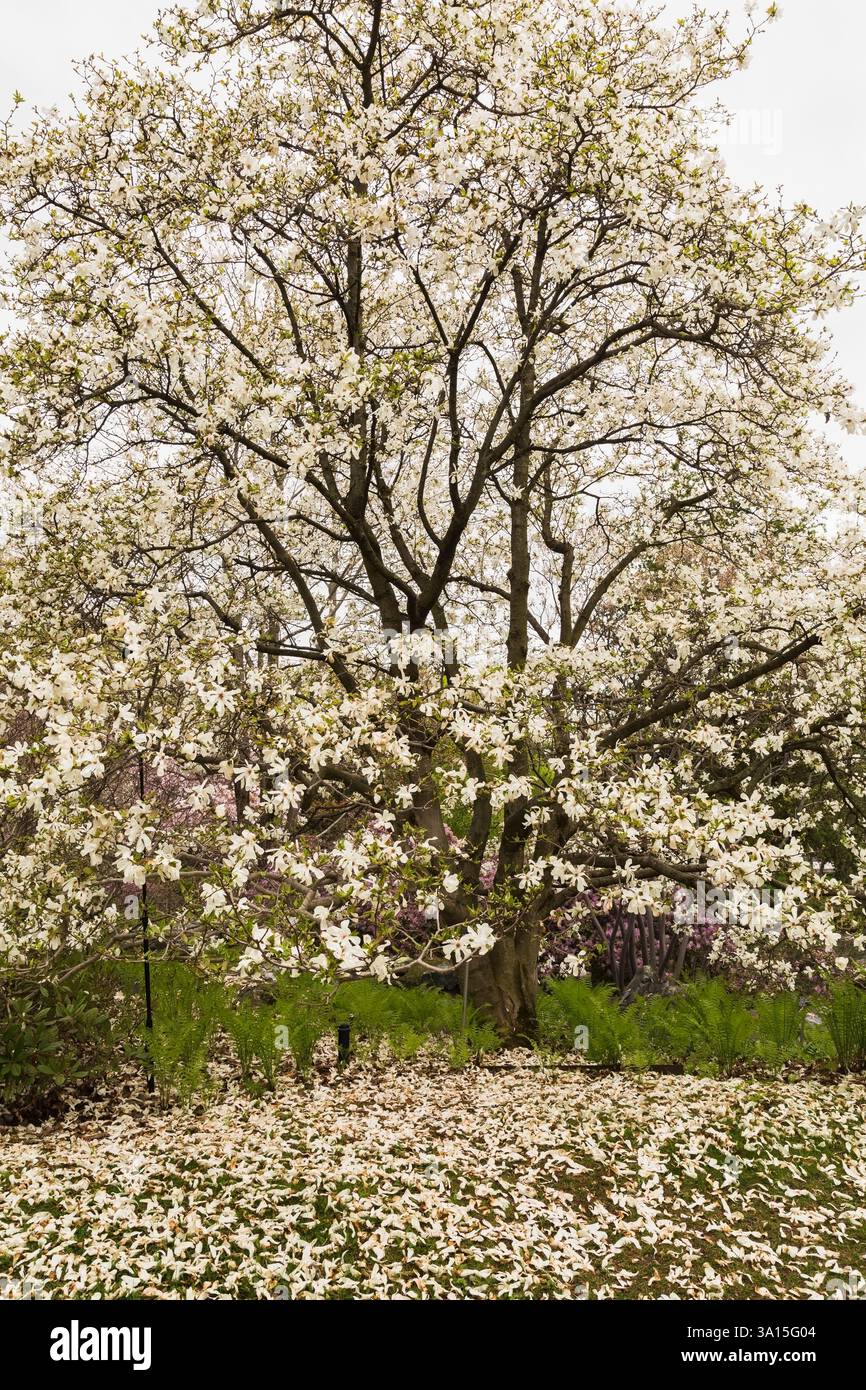 Magnolia x Loebneri 'Merrill' in full bloom and underplanted with ...