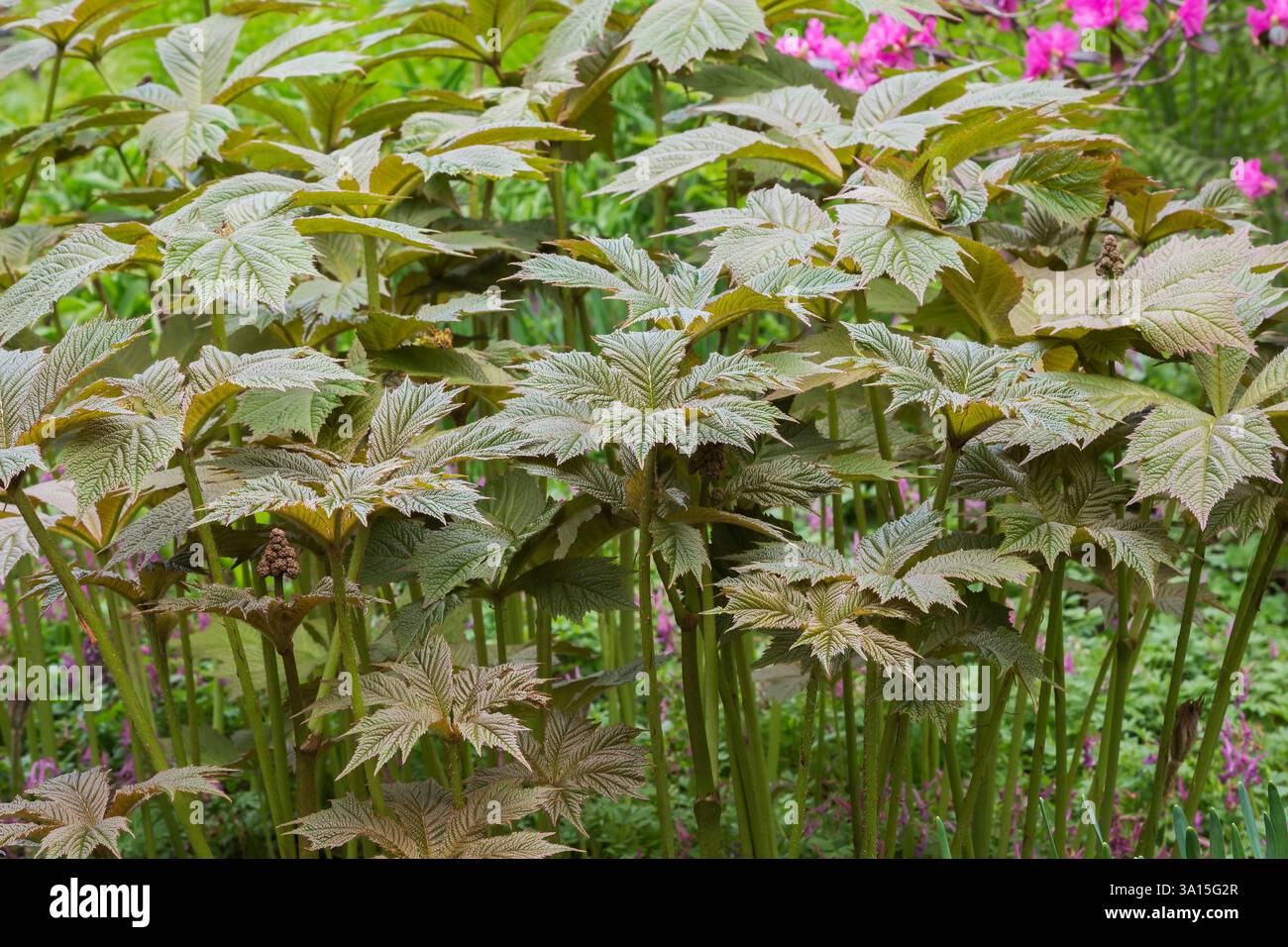 Rodgersia podophylla 'Smaragd' - Roger's Flower with spring foliage ...