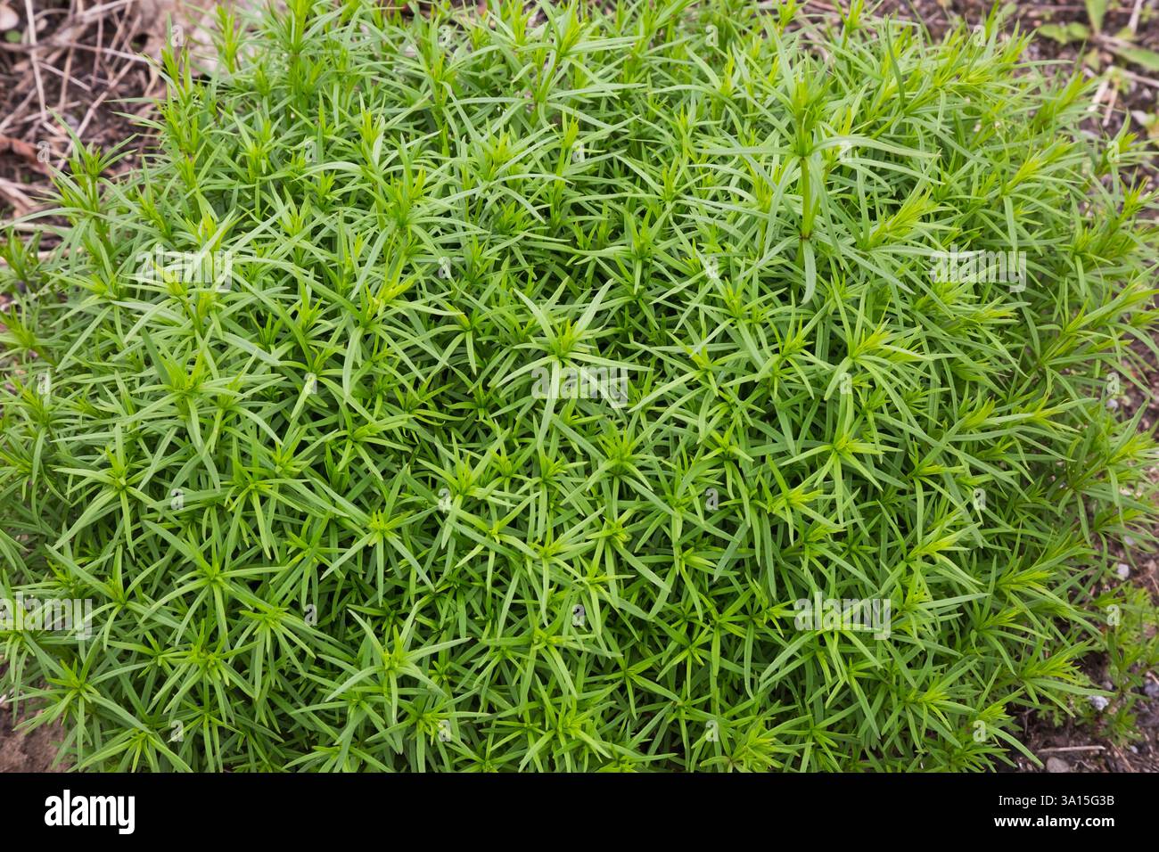 Asperula tinctoria - Dyer's Woodruff shrub with mid spring foliage ...