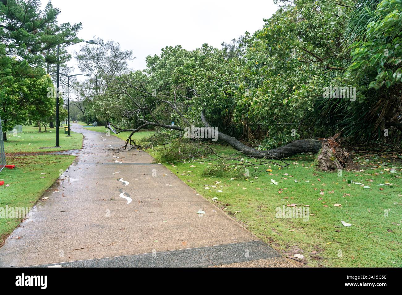 Gold Coast, QLD, Australia - Mar 7, 2025: Broken trees after the stormy ...