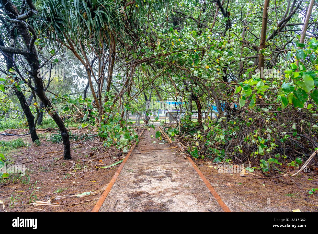 Gold Coast, QLD, Australia - Mar 7, 2025: Broken trees after the stormy ...