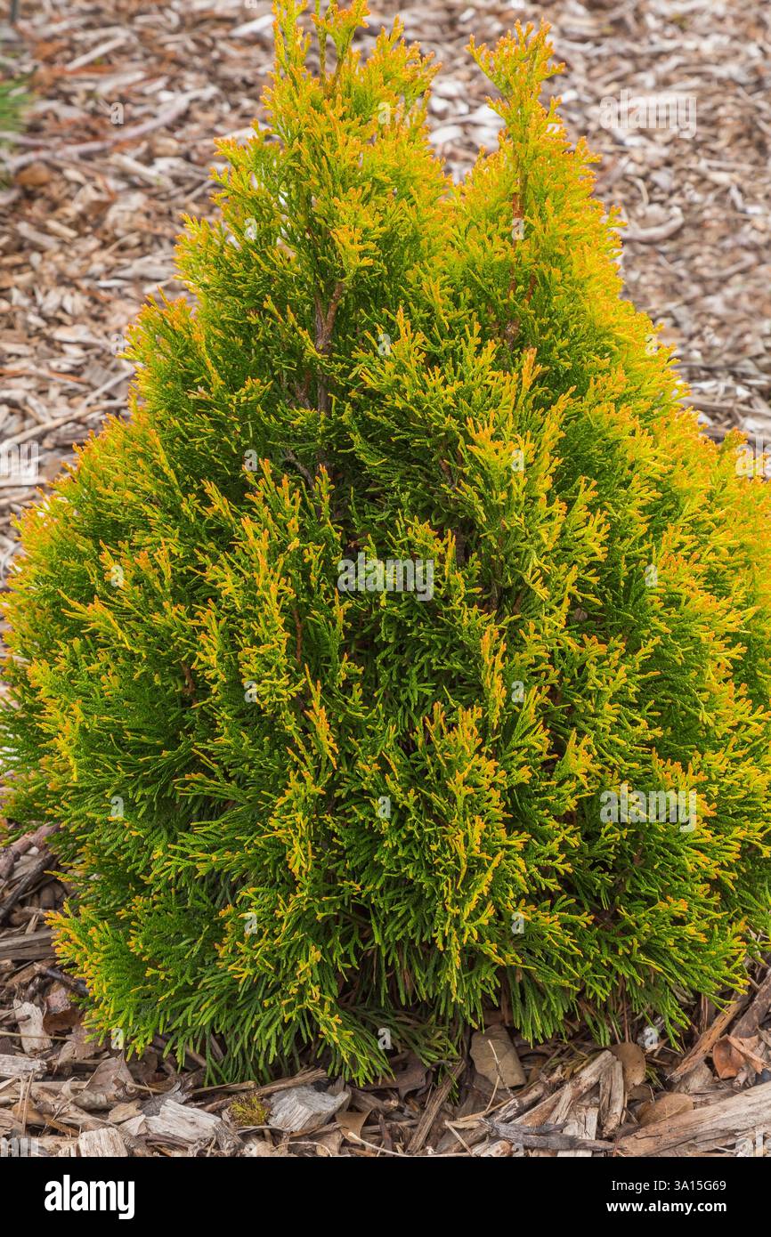 Thuja occidentalis 'Filip's Magic Moment' - White Cedar tree in ...