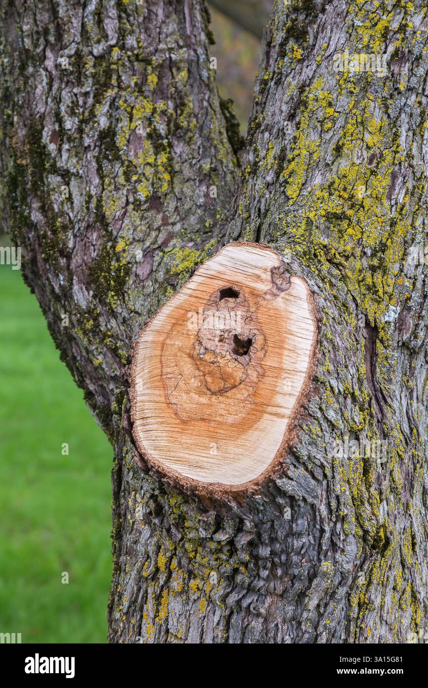 Crataegus x persimilis 'Prunifolia' - Hawthorn tree trunk with sawef ...