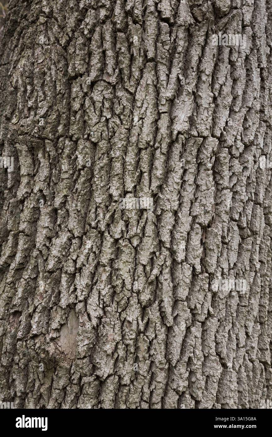 Close-up of Fraxinus pennsylvanica - Red Ash tree bark detail, Quebec ...
