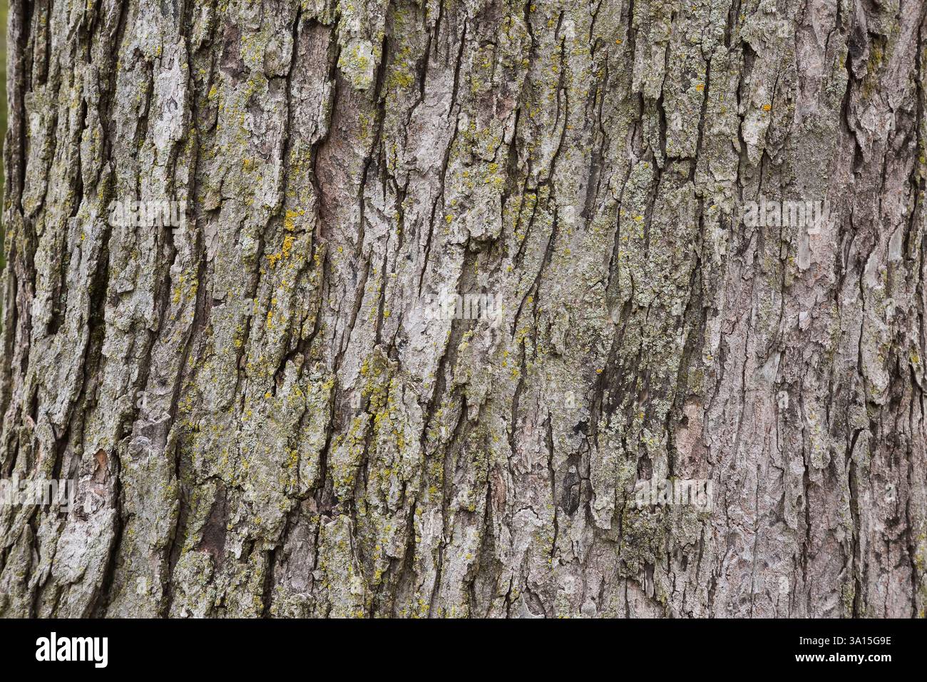 Acer rubrum - Red Maple tree bark detail, Quebec, Canada Stock Photo - Alamy