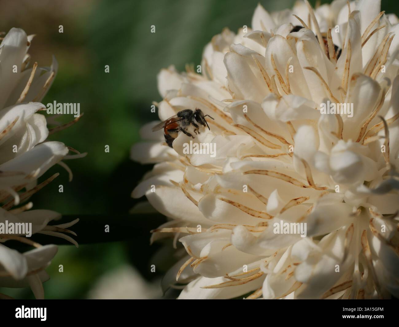 Red dwarf Honey bee on Robusta coffee blossom on tree plant with green ...