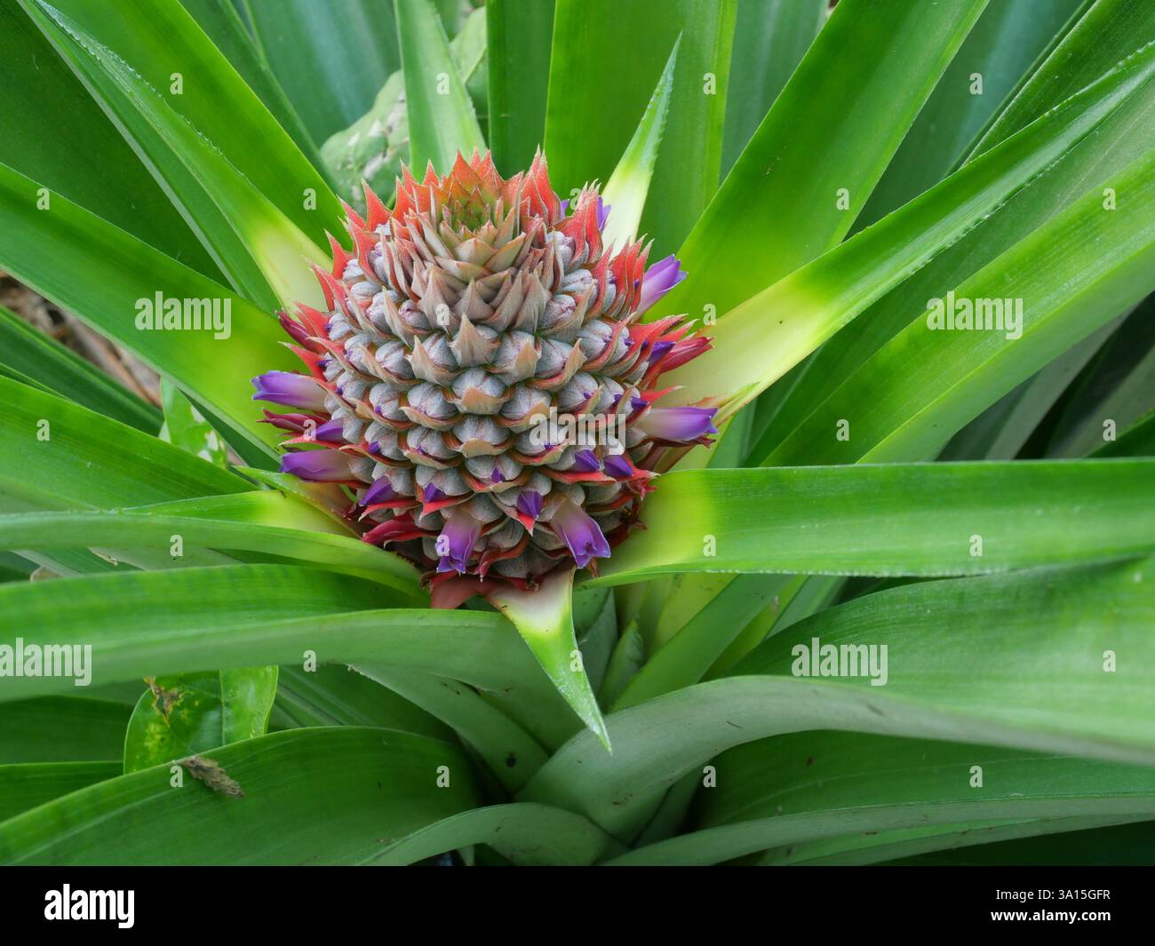 Pineapple blossom with green leaves in background, The purple petals of ...