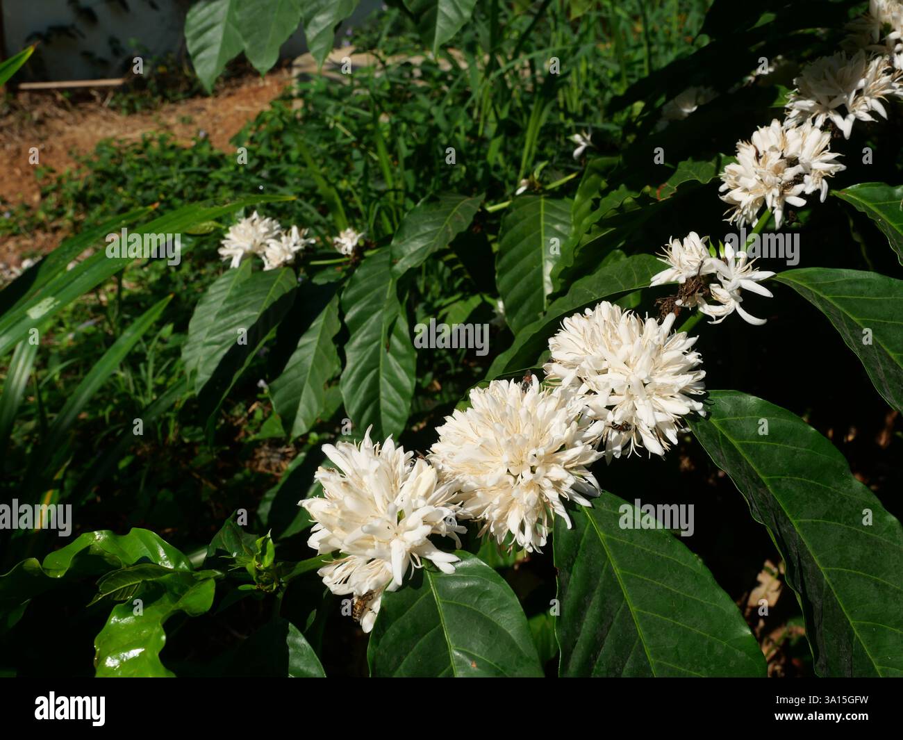 Red dwarf Honey bee on Robusta coffee blossom on tree plant with green ...