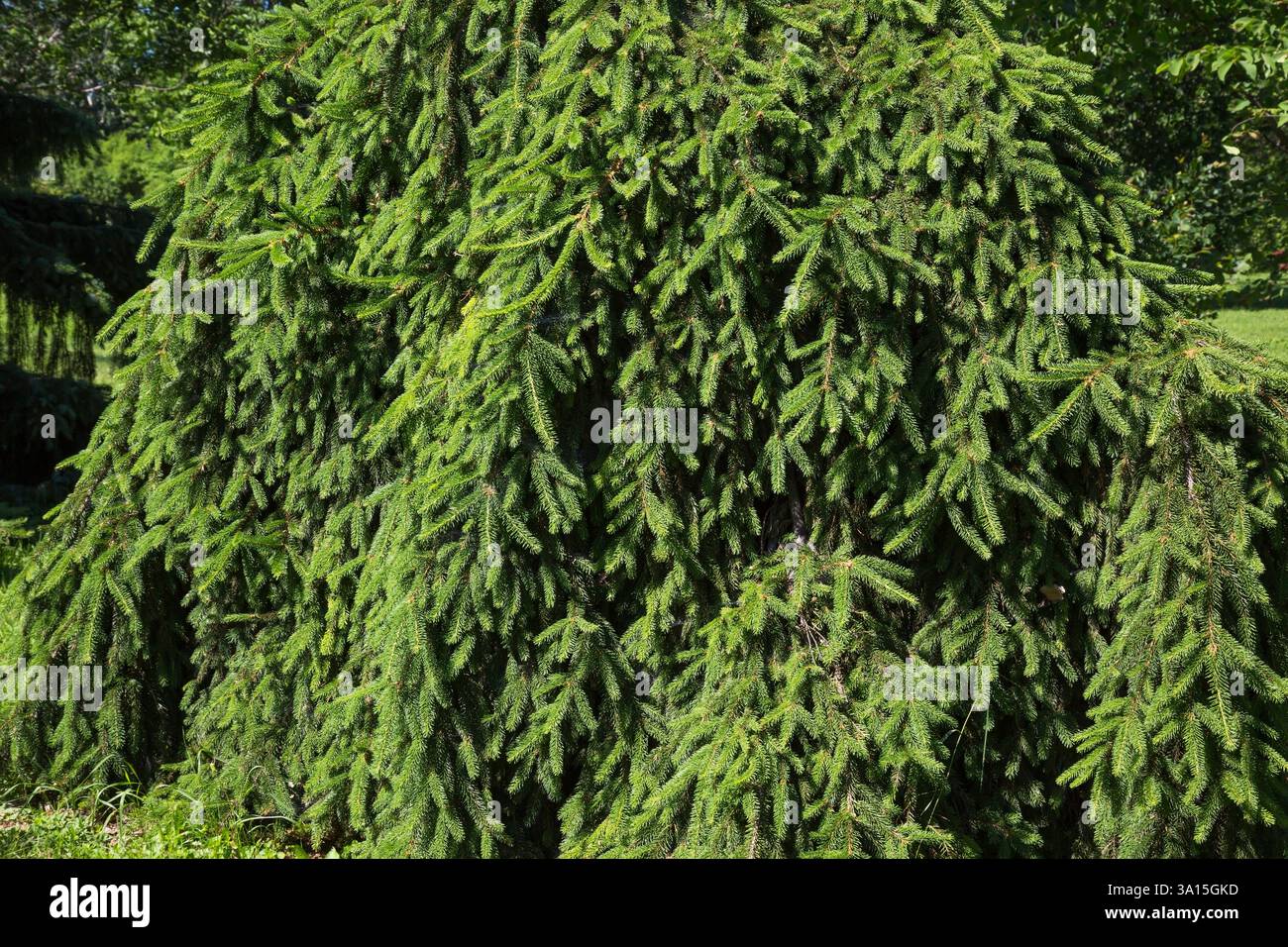 Picea abies 'Pendula' - Weeping Norway Spruce tree, Montreal Botanical Garden, Quebec, Canada ...
