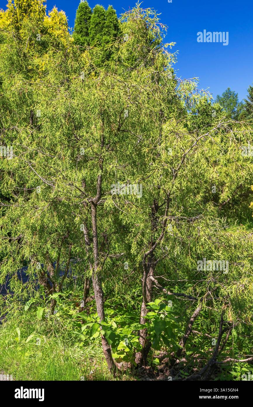 Thuja occidentalis 'Filiformis nana' - White Cedar tree in summer ...