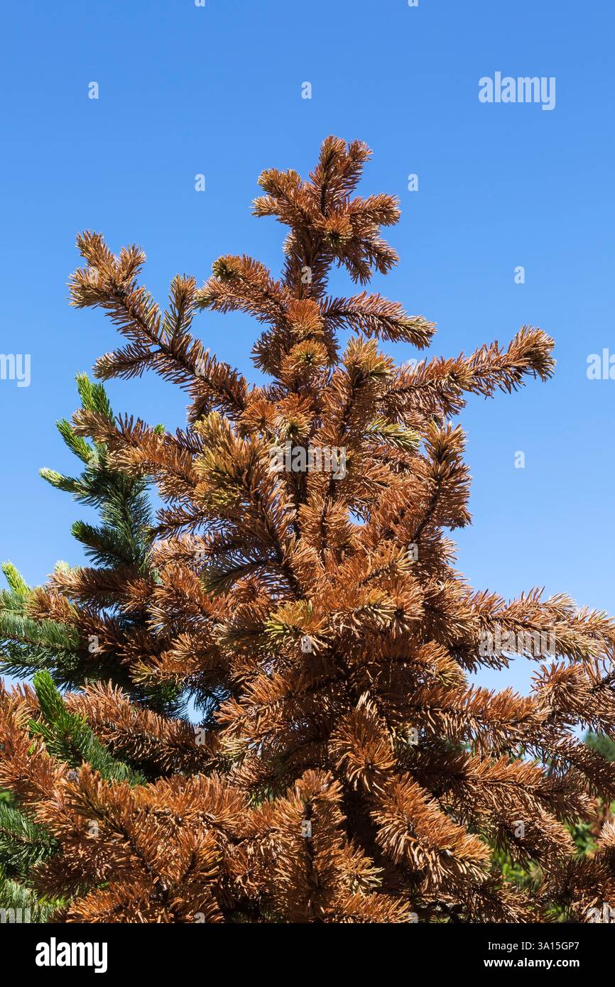 Close-up of conifer tree with Phtyophtora - Dieback disease on leaves ...