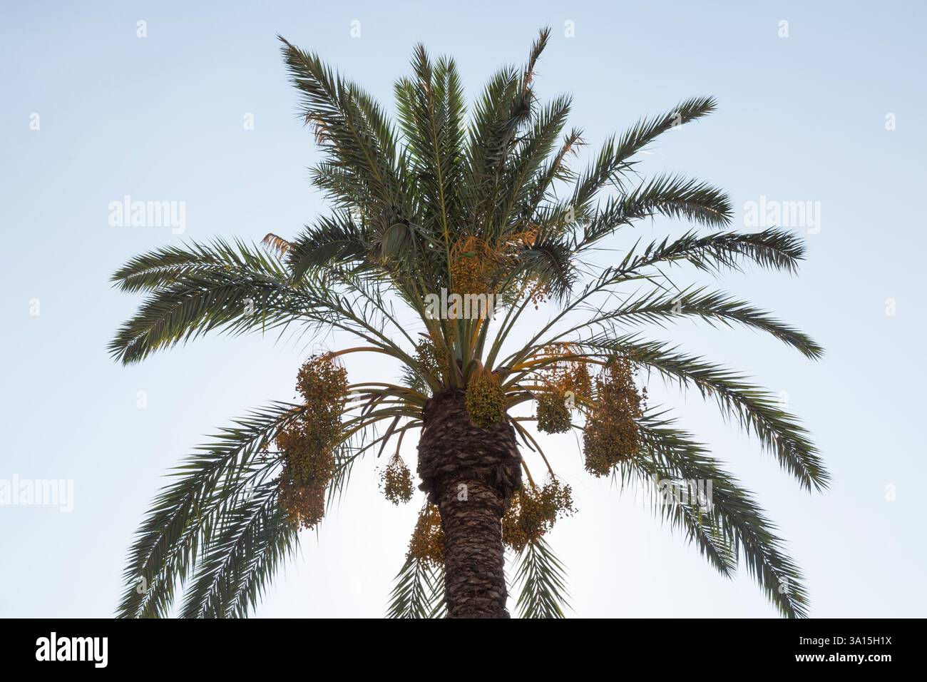 Silhouetted Phoenix dactylifera - date palm tree with clusters of ...