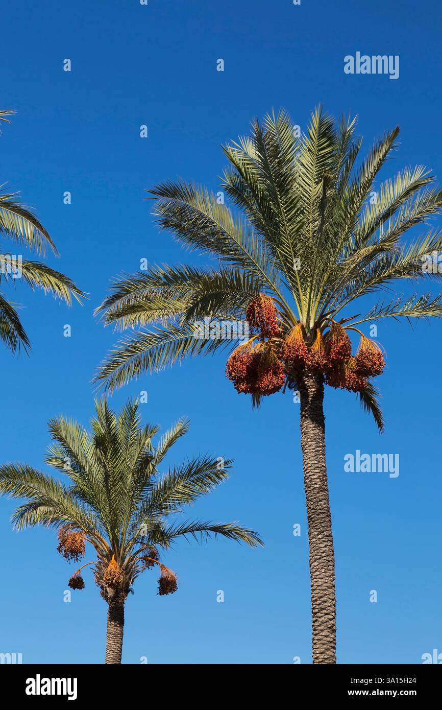Phoenix dactylifera - Date palm trees with clusters of ripened fruit in ...