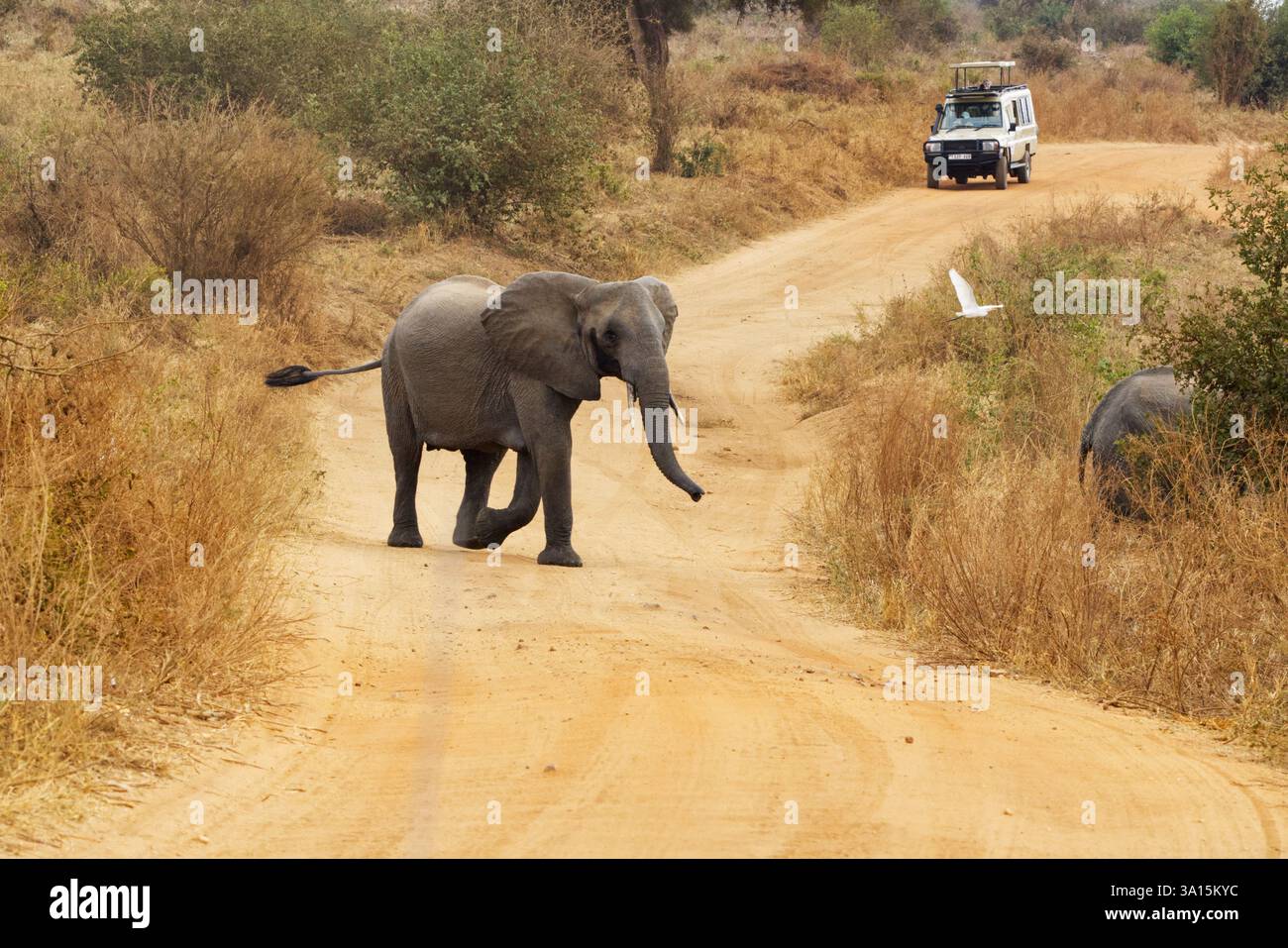 African Bush Elephants (Loxodonta africana) crossing a track in the ...