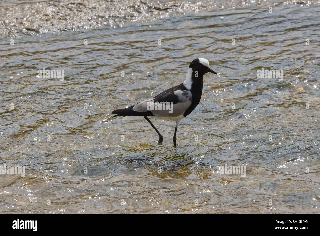 A Blacksmith Lapwing or Blacksmith Plover (Vanellus armatus) wading in ...