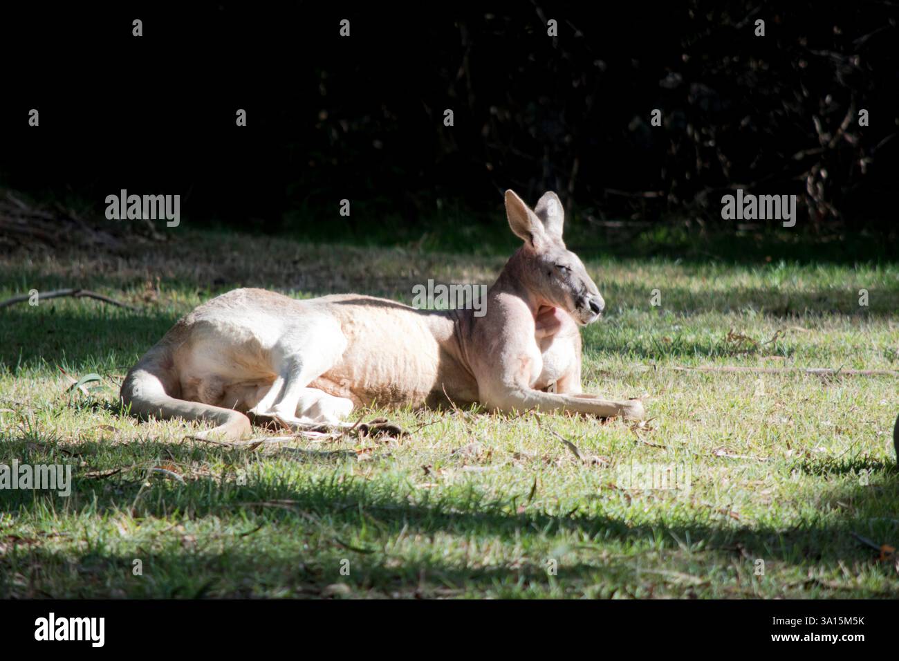 the male red kangaroo is very muscular with a red brown coat of fur ...