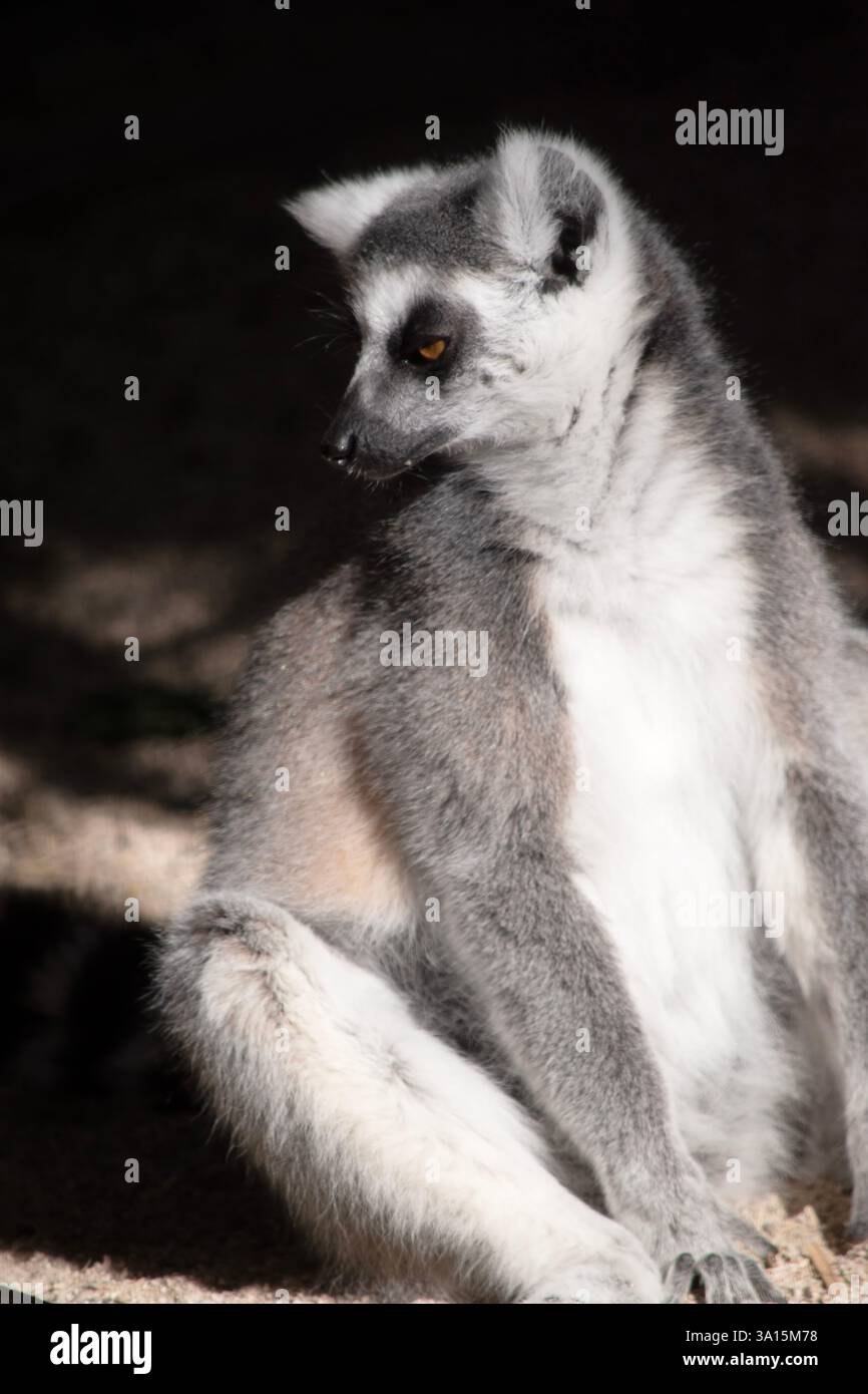 The Ring-tailed lemur backs is grey with grey limbs and dark grey heads ...