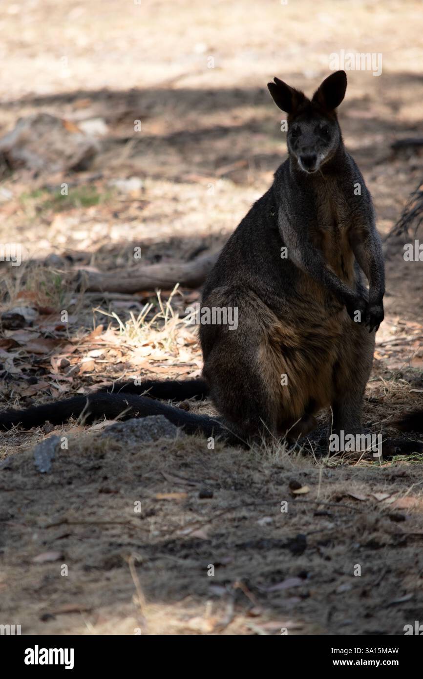 The swamp wallaby has dark brown fur, often with lighter rusty patches ...