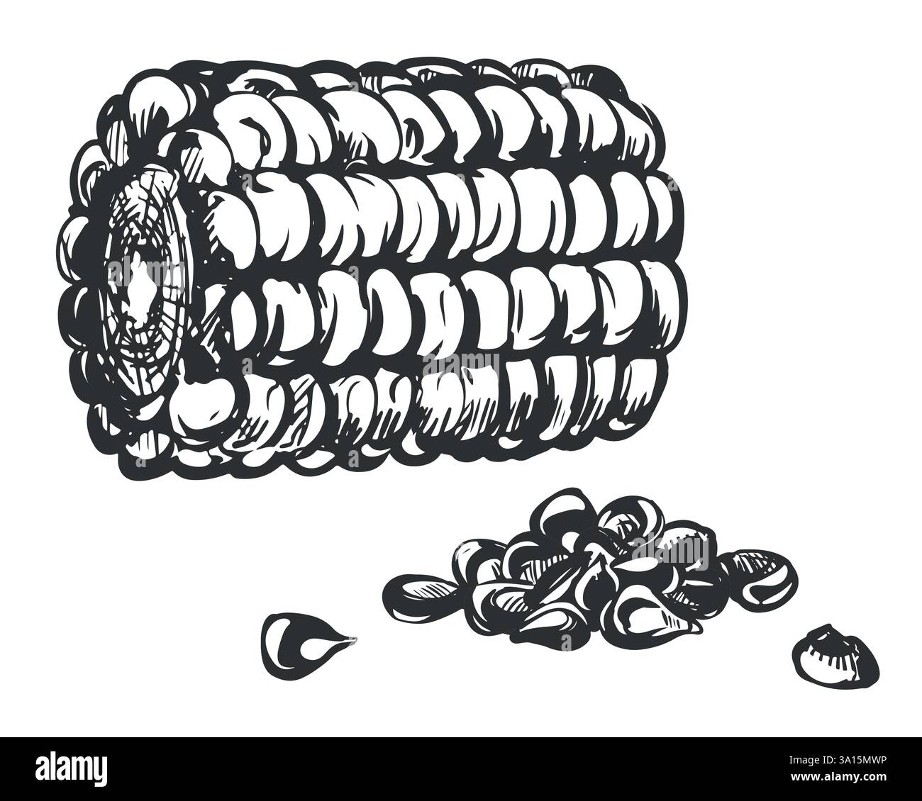 Vector corn cobs and kernels. Linear sketch of corn lying on the table ...