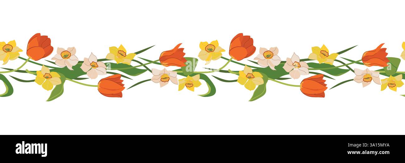 Beautiful seamless border of tulips and daffodils isolated on white ...