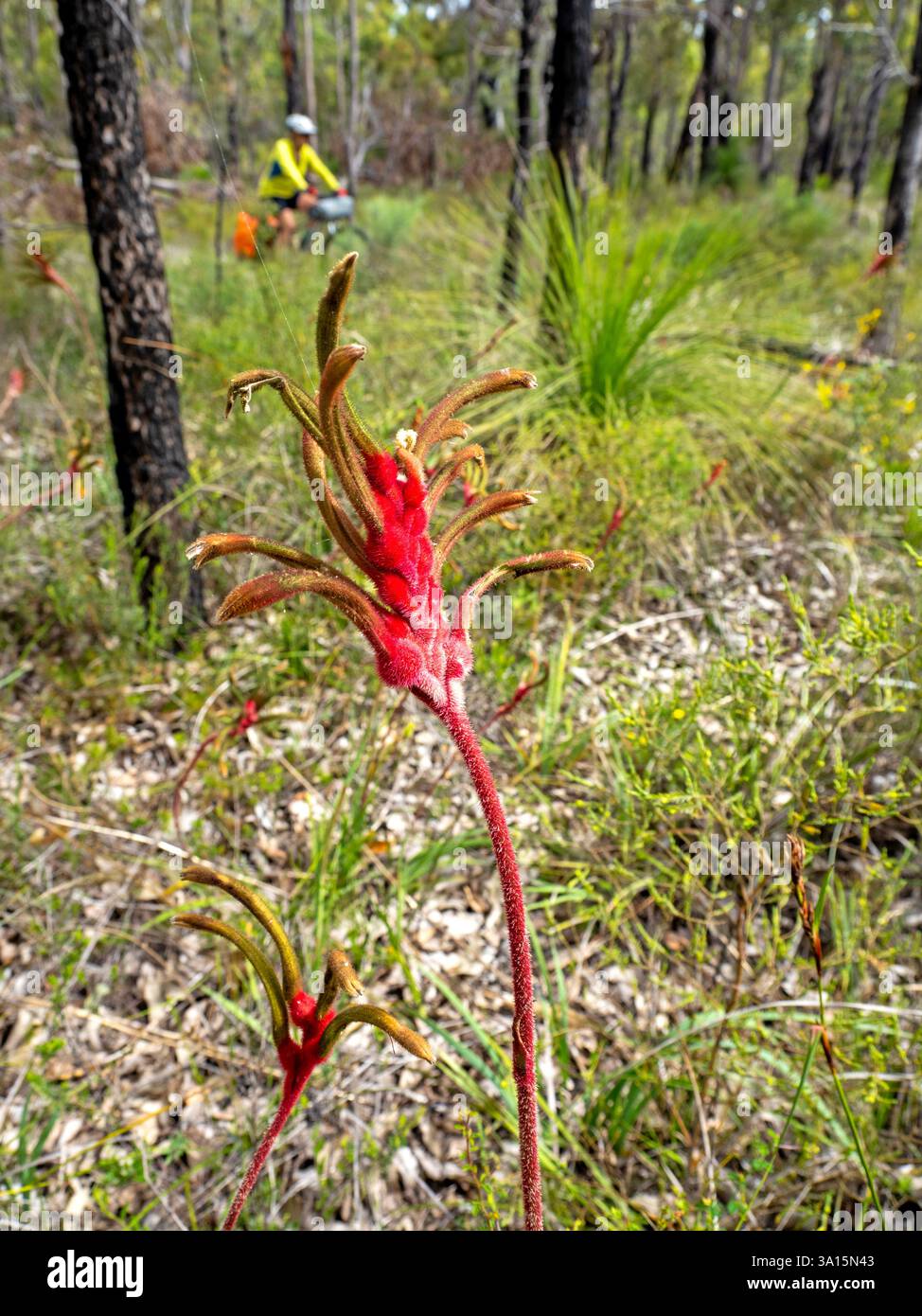Cycling past a kangaroo paw flower in Crooked Brook Forest on the Munda ...