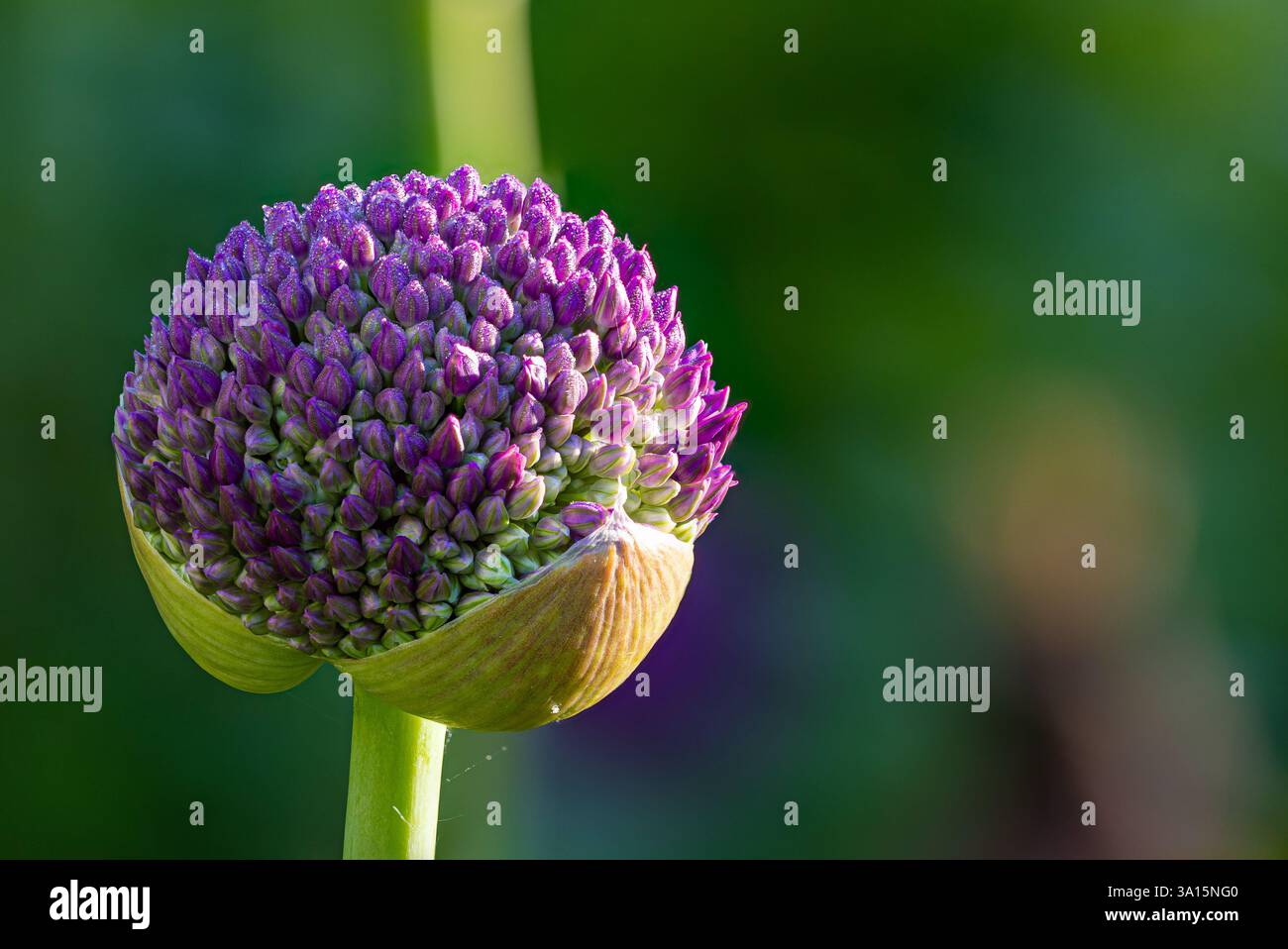 Close-up of an allium plant with many buds with many dewdrops in the ...
