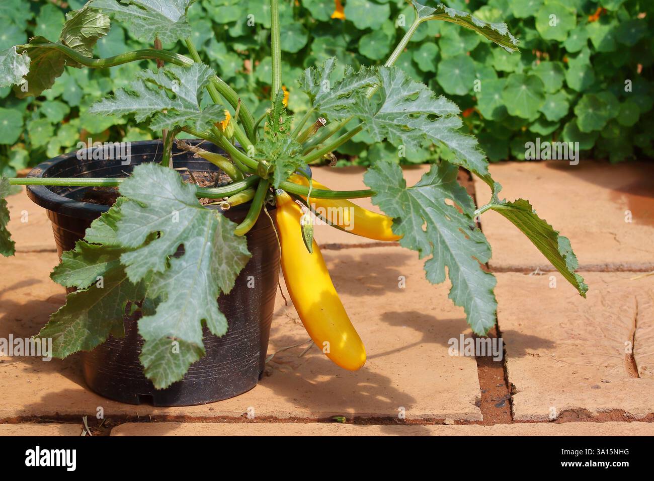 Zucchini squash growing in hi-res stock photography and images - Alamy