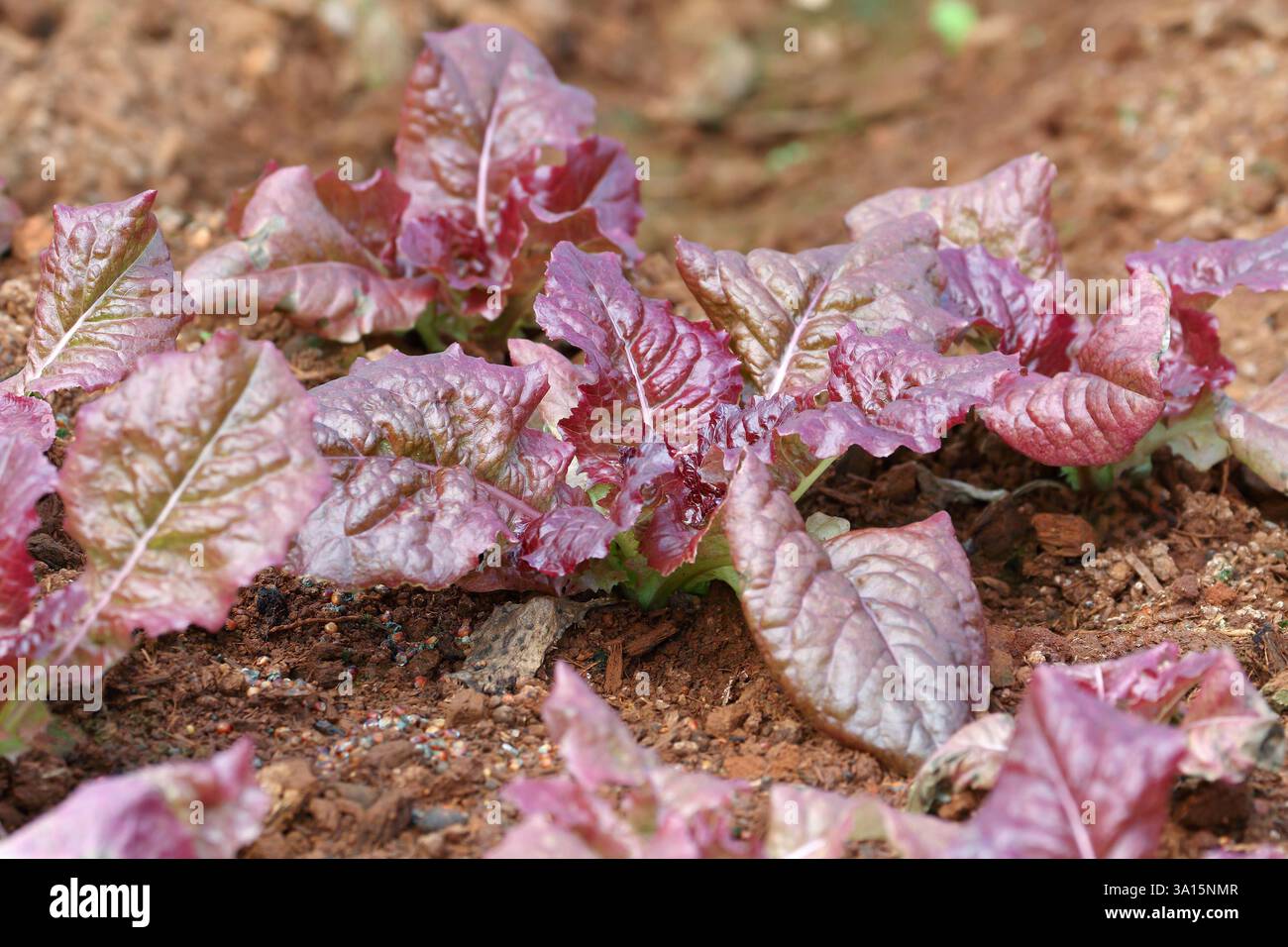 Red batavia lettuce growing on the ground Stock Photo - Alamy