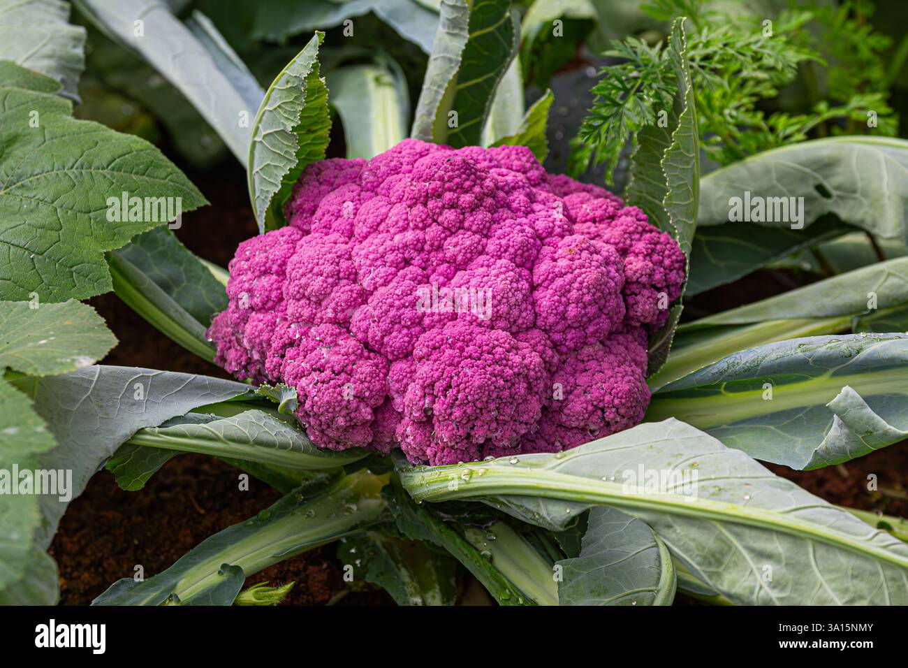 Purple cauliflower growing in the garden bed Stock Photo - Alamy