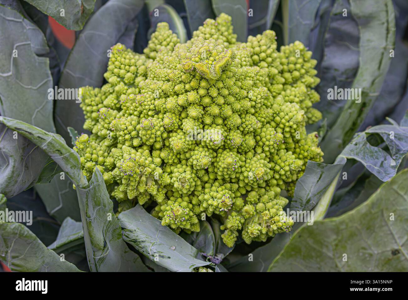 Green romanesco cauliflower in garden bed Stock Photo - Alamy